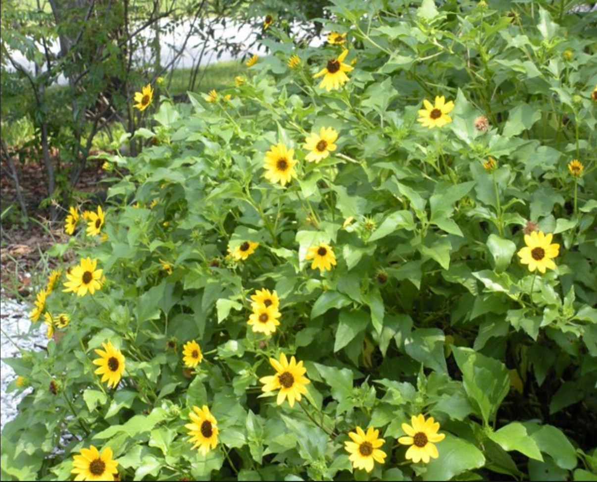 Dune Sunflower (Beach Sunflower) – Locally Flowered